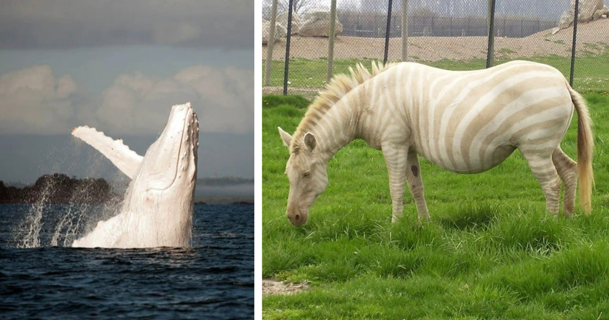 28 Rare Albino Animals Revealing the Wildest Wonders of Nature - Animal ...