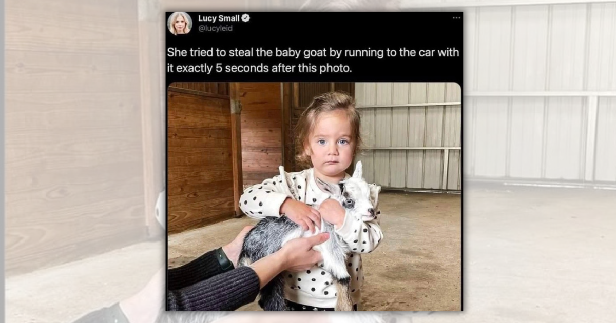 20 Adorable Animal Posts to Slide Into a Snow Day on a Sled of Sillies ...