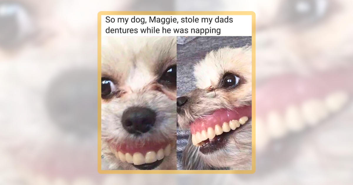 23 Unhinged Woofers for Dog Pawrents Raising Chaotic Canine Kids ...