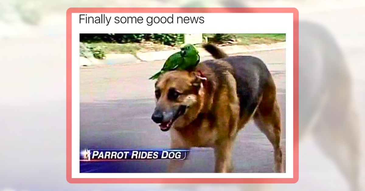 23 Good Memes of Good Boys and Girls for a Dog-Filled Good Saturday ...