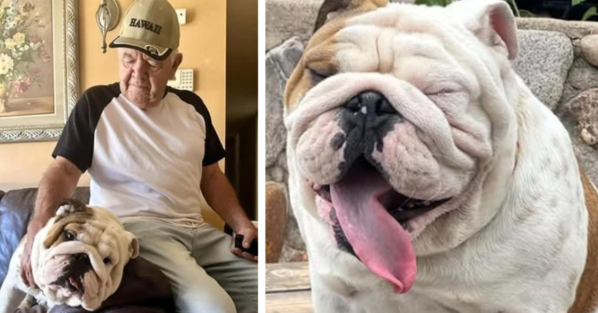 English Bulldog Sir Charles Beeferoni becomes wholesome internet ...