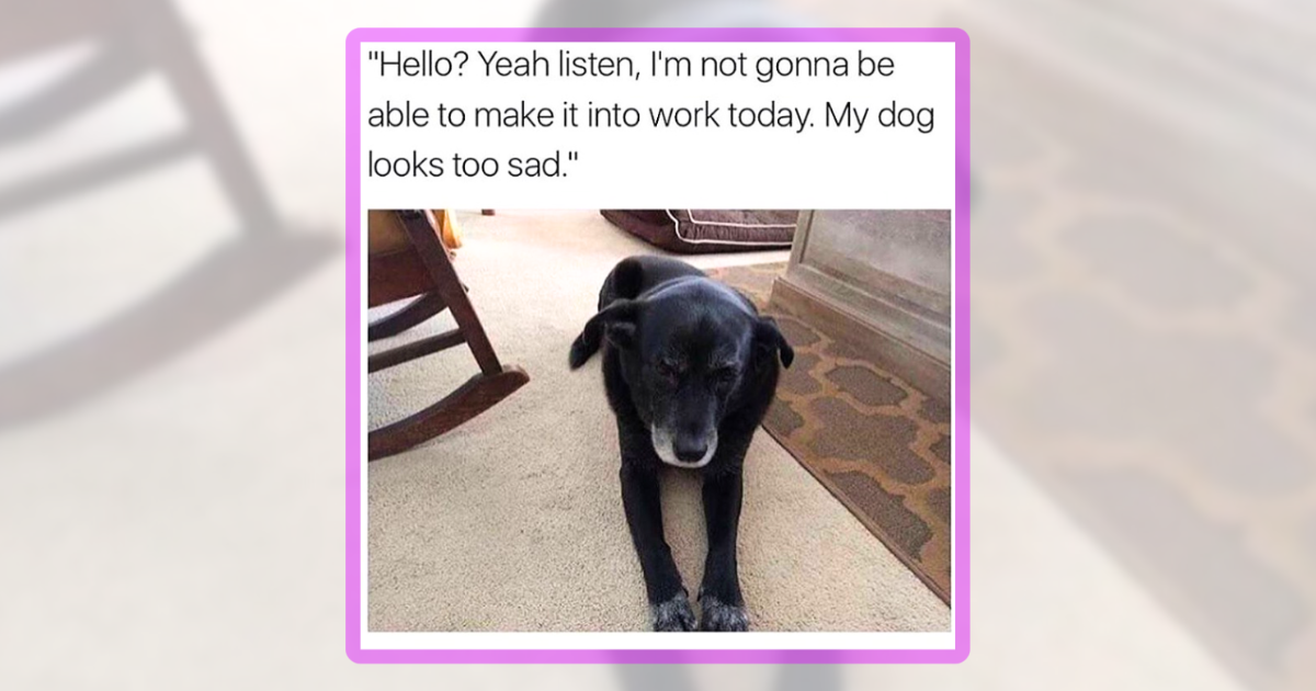 27 Doggo Memes to Turn That Frown Fluffside Down - Animal Comedy ...
