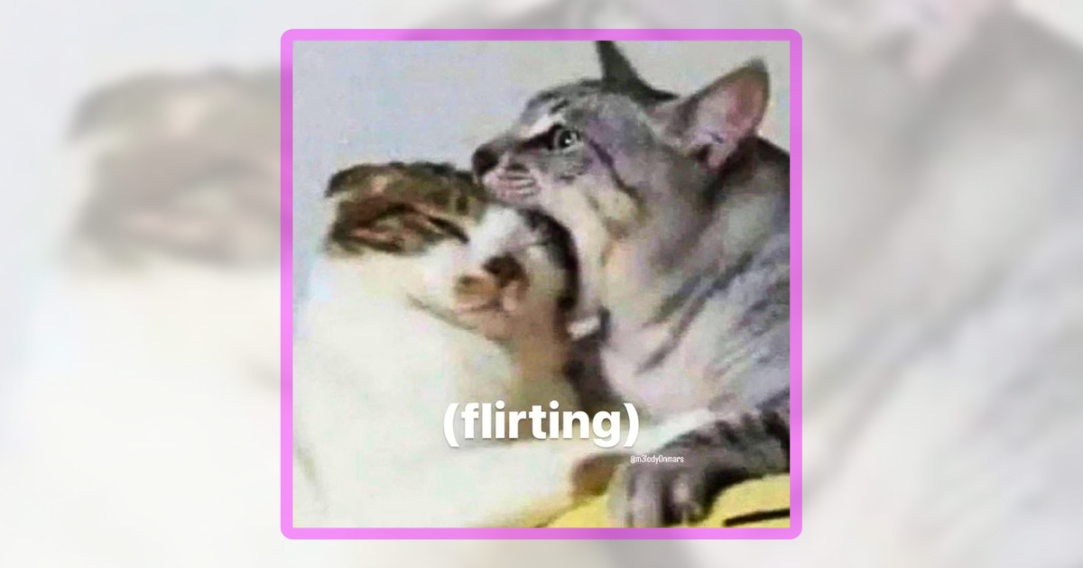 22 In-Love Feline Funnies for People Who Flirt Like a Cat on Cactus - I ...