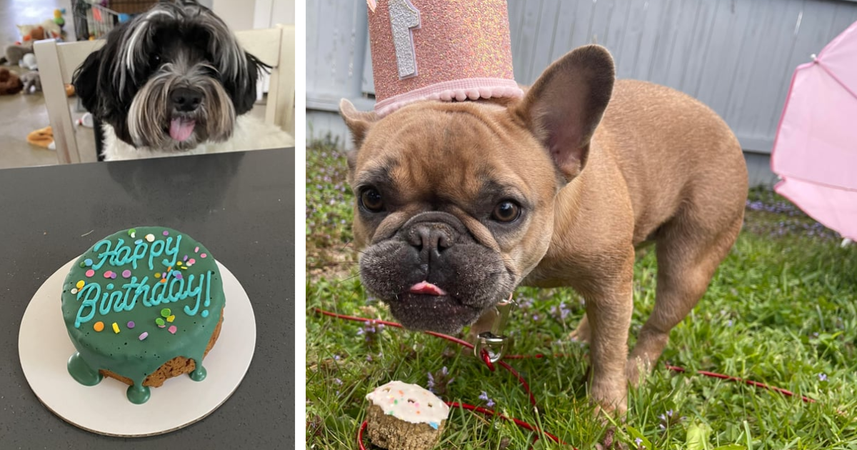 24 Heart-Filling Birthday Pupper Pics to Fill the Emptiness of Being Pet Free - Animal Comedy ...