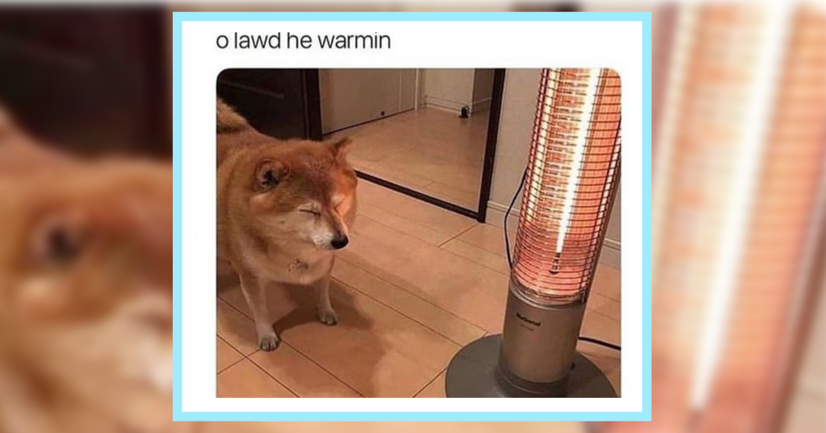 25 Cozy Animal Memes to Warm Your Heart and Your Home - Animal Comedy ...