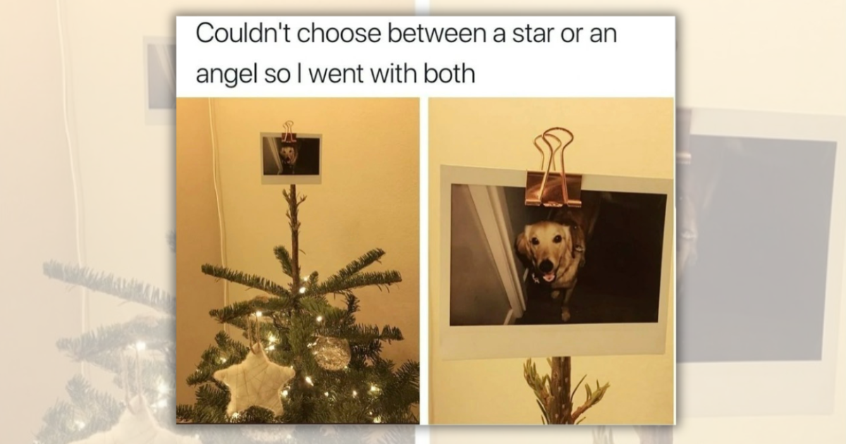 20 Howlariously Heartwarming Dog Memes to Give You That ‘Just Pet a ...