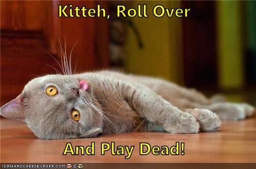 Derp - animals - Page 2 - Derp Face Derps - hurr durr derp face - derp ...