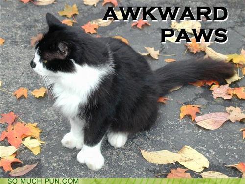 Puns - paws - Funny Puns - Pun Pictures - Cheezburger