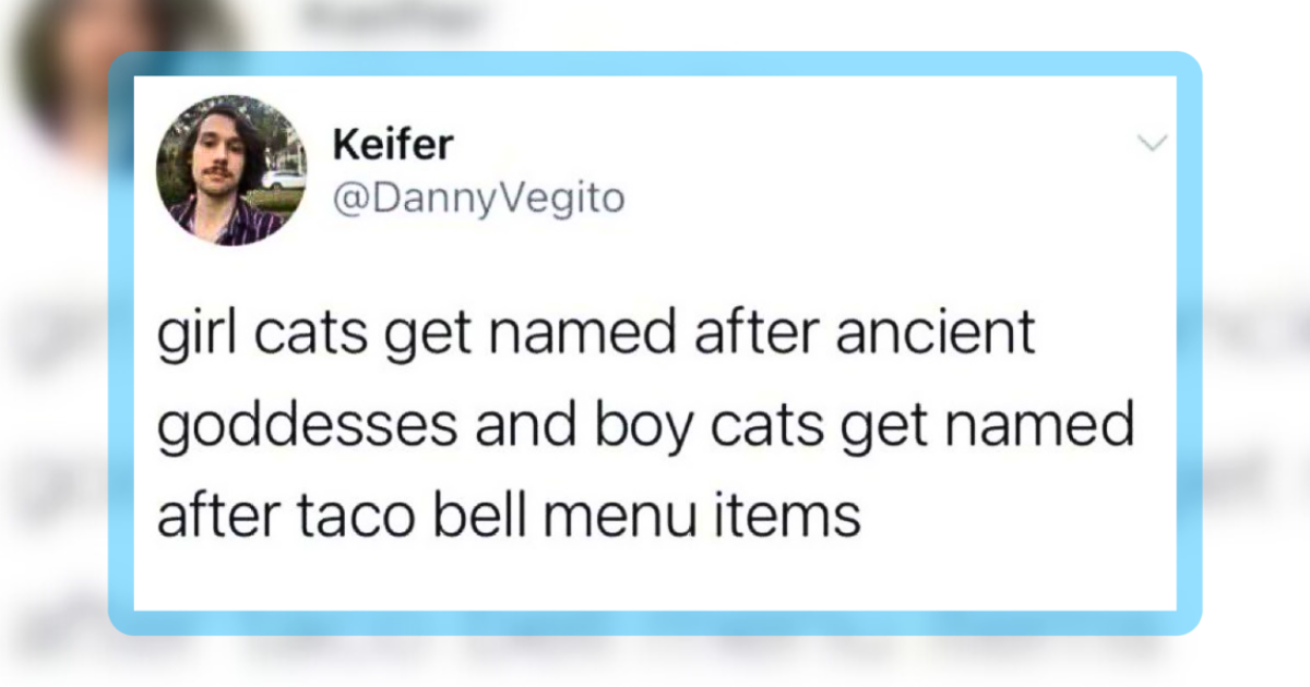 20 Cat Tweets You Could Swear You Wrote About Your Live-In Feline ...