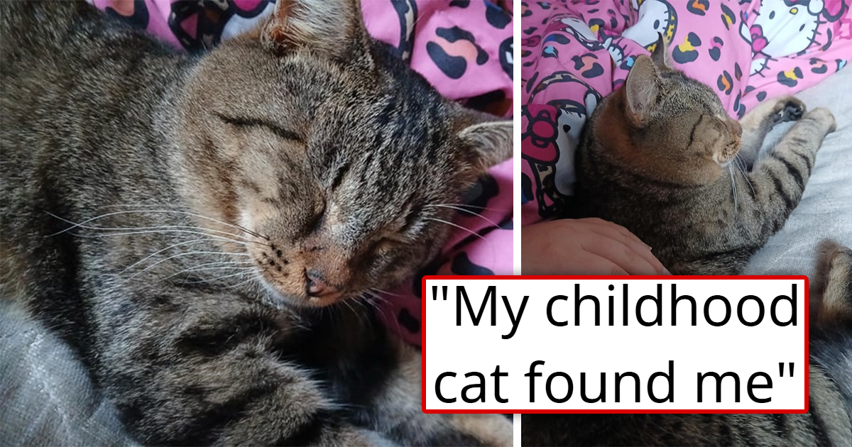 After being gone for 3 whole years, this person's childhood cat, who ...