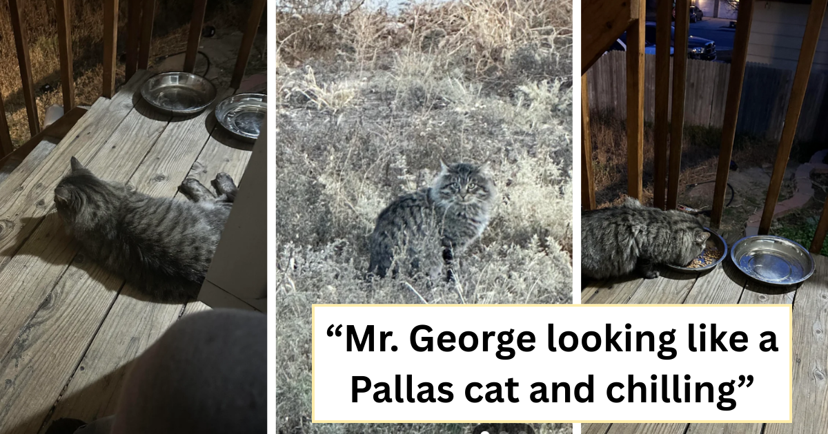 "Pallas cat" shows up at hooman's doorstep, they can't take him in but ...
