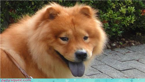 Reader Squee: Blue-Tongue - Daily Squee - Cute Animals - Cute Baby ...