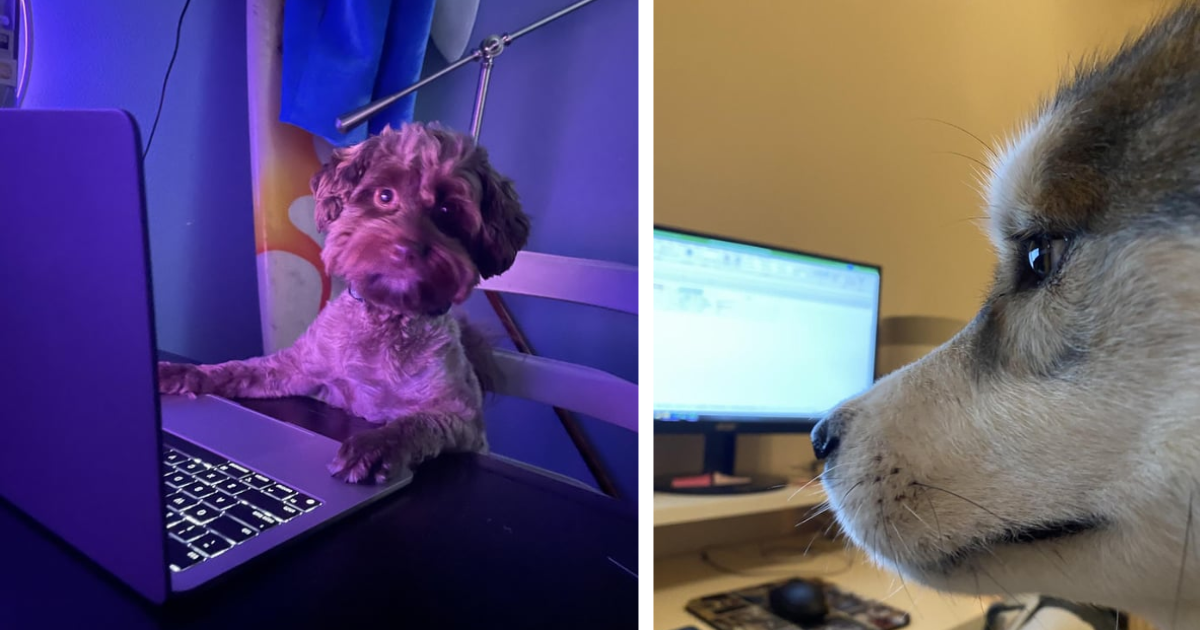 21 Pics of Cute Canine Coworkers Who Can’t Wait to Start their Work ...
