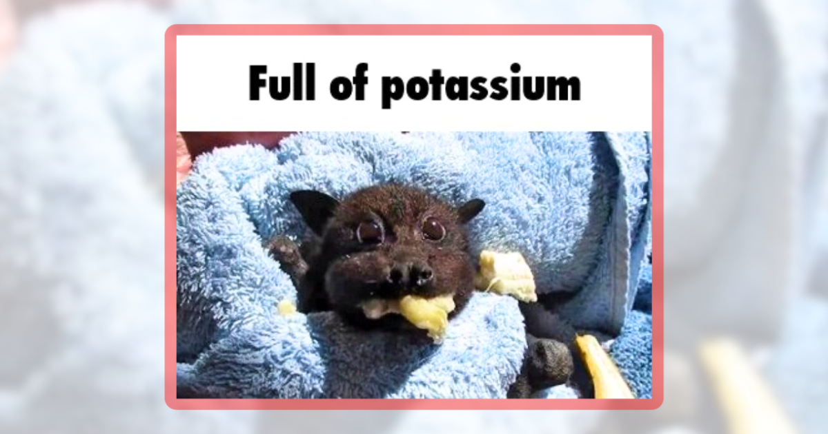 22 Bat Memes for Your Nightly Scroll Through the Darkness - Animal ...