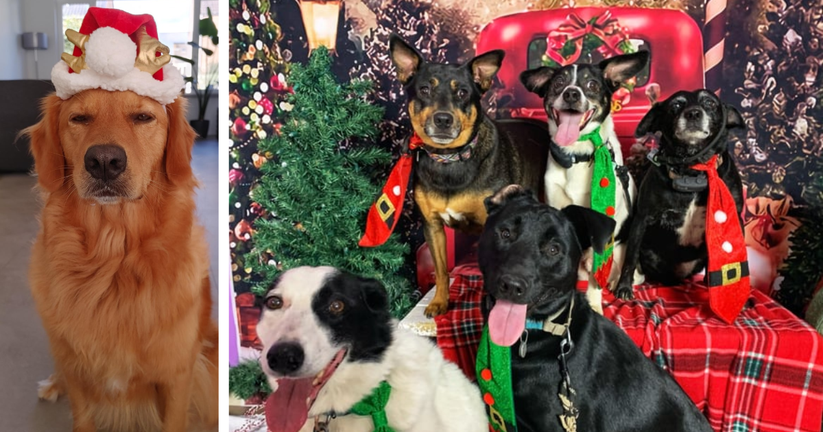 22 Cute Canine Christmas Pics Filled with Festive Holly Jolly Joy ...