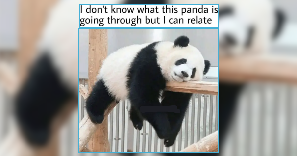21 Pawsitively Amazing Panda Memes for Kawaii Cuties Staying Cozy This ...