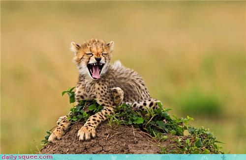 Daily Squee - cheetahs - Cute Animals in the Cutest Pictures Ever and ...