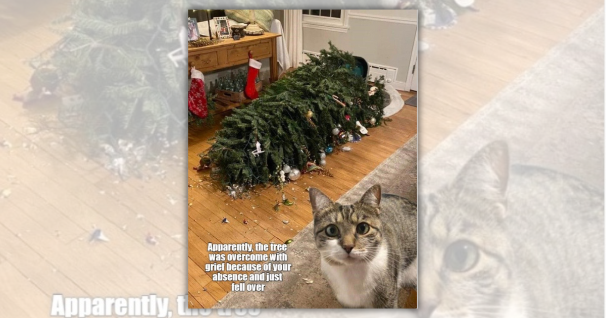 'Tis the Season to Laugh Like a Lolcat: 20 Original Feline Funnies to ...