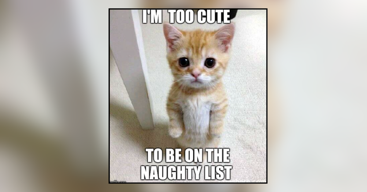 22 Wholesome Memes of Cats Who Are Definitely On the Nice List This ...