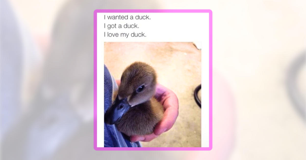 Domestic Delight Made of 25 Home-y Animal Memes for Cozy Cuties ...