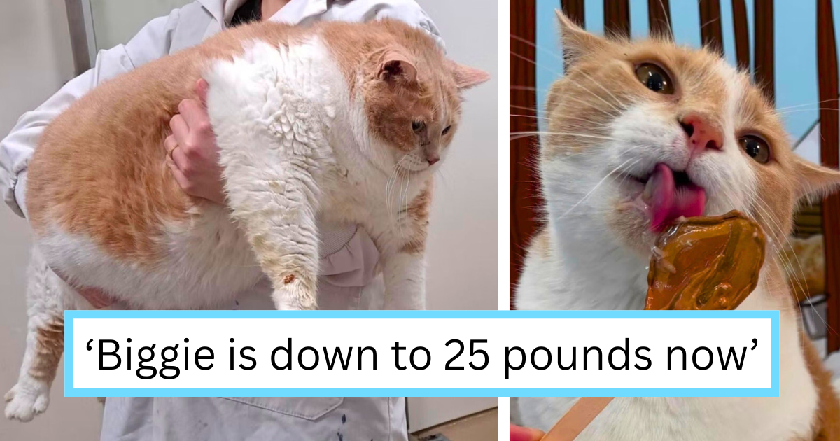 43 lb. chonky cat, hissterically named 'Biggie Smalls', charms the ...