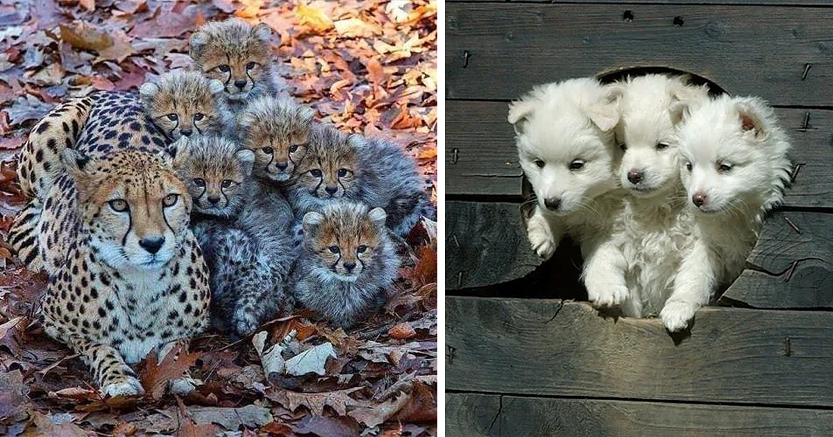 Animal Comedy - 2025 - Animal Comedy - Animal Comedy, funny animals ...