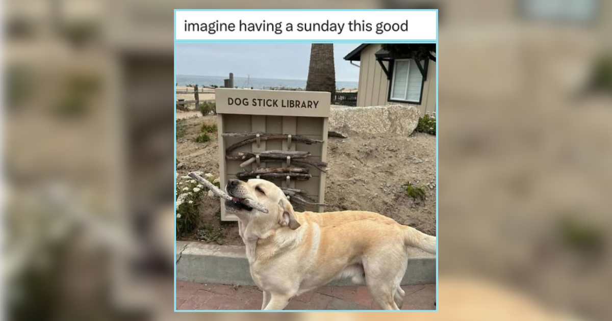 25 Pure and Precious Pupper Memes Packed with Pawsitivity For the ...