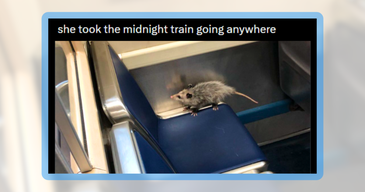 25 Coo-Coo Critter Memes for Feral Folks Looking for Animalistic Laughs ...