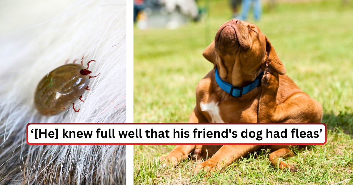 'I spent over $180 on flea treatments': Stepdad takes daughter's puppy ...