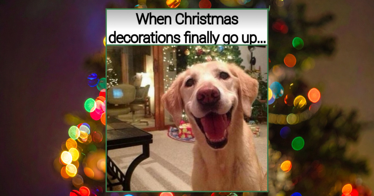 20 Cozy Christmas Doggos Chock-Full of Holiday Spirit - Animal Comedy ...
