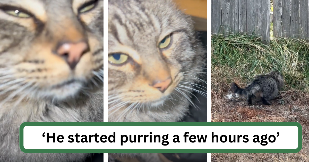 UPDATE: Excited family finds "Pallas" cat stray, they create makeshift ...