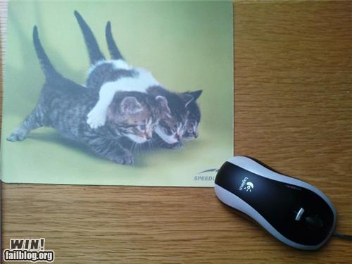 Mouse Hunting WIN - WIN! - epic win photos