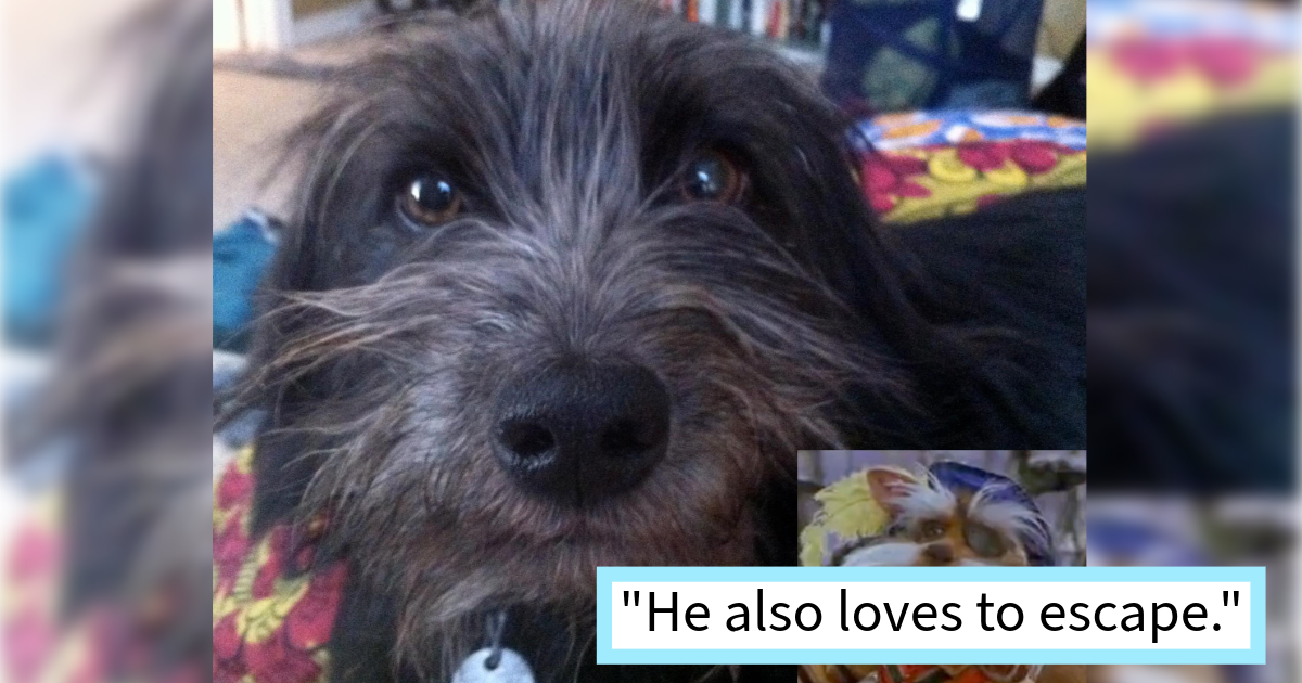 Canine child completes shortest great escape ever after being ...