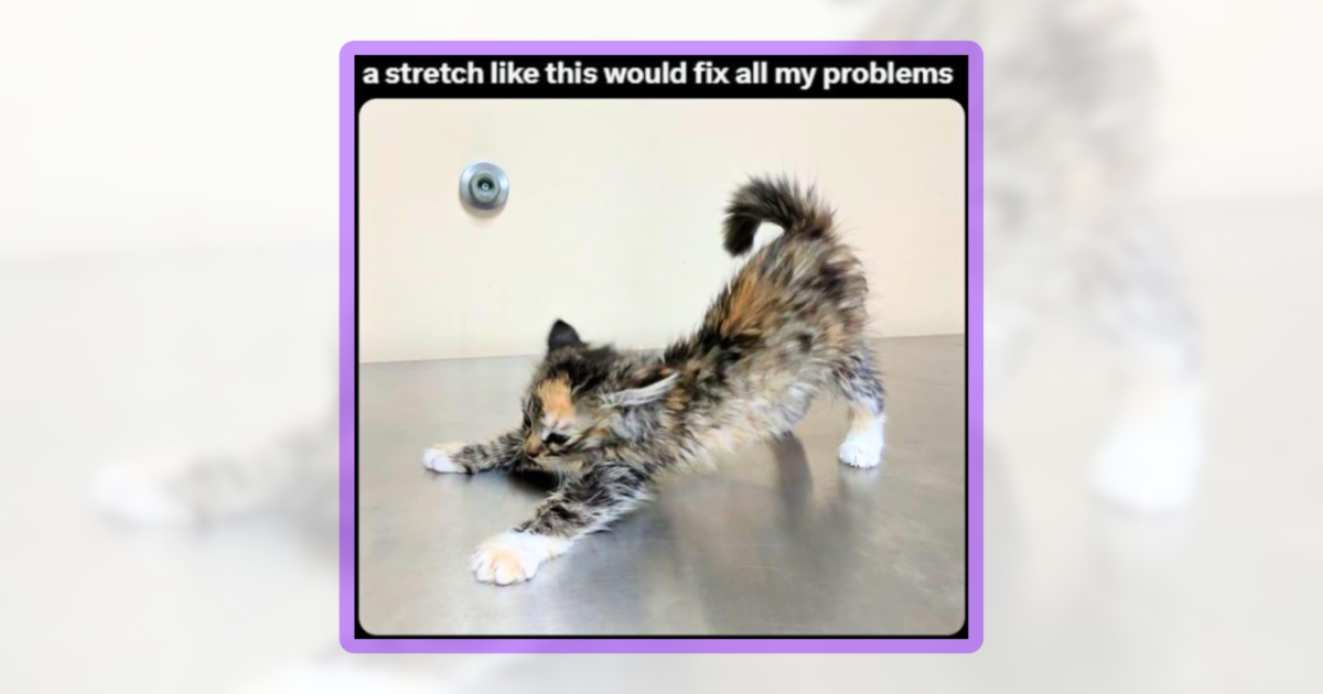 24 Feline Funnies Proving That Being Unapologetically Cat Is a Full ...