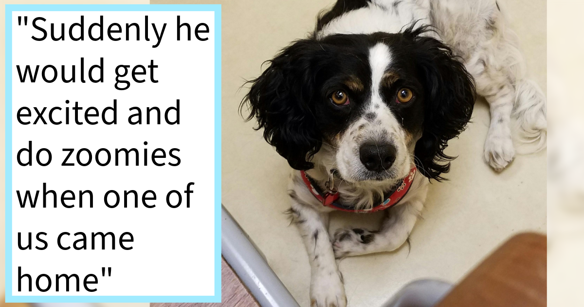 Surrendered dog with a reputation for bad behavior gets adopted into ...