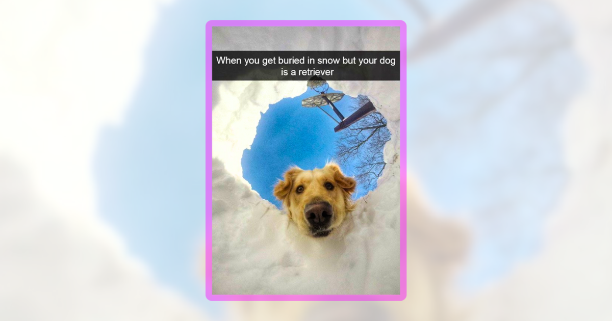 A Wintery Wag-Load of 24 Pupper Pawsts to Melt the Ice Off Your Week ...