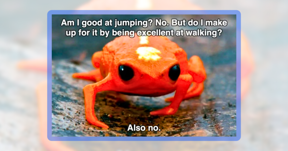 25 Wholesome Wildlife Memes to Add Warm Fuzzies to Your Frosty Day ...