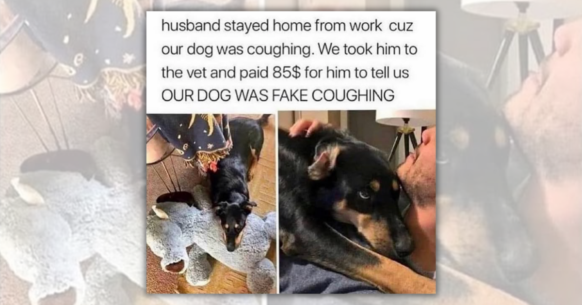 23 Funny Animal Posts to Stuff Your Stocking With Fluff and Christmas ...