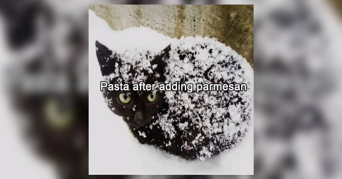 Funniest Cat Memes for Feline Fanatics - Memebase - Funny Memes