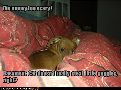 I Has A Hotdog - Dog Pictures - Funny pictures of dogs - Dog Memes ...