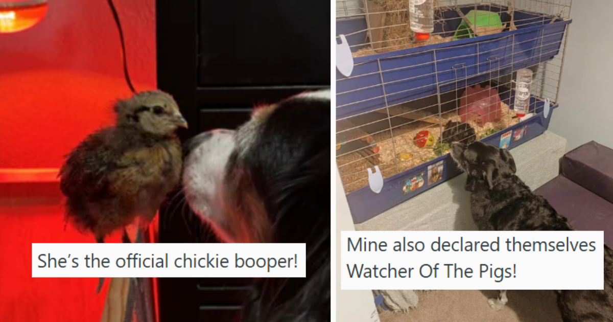 26 Pics of Brilliant Border Collies Who Gave Themselves Jobs to Pay for ...