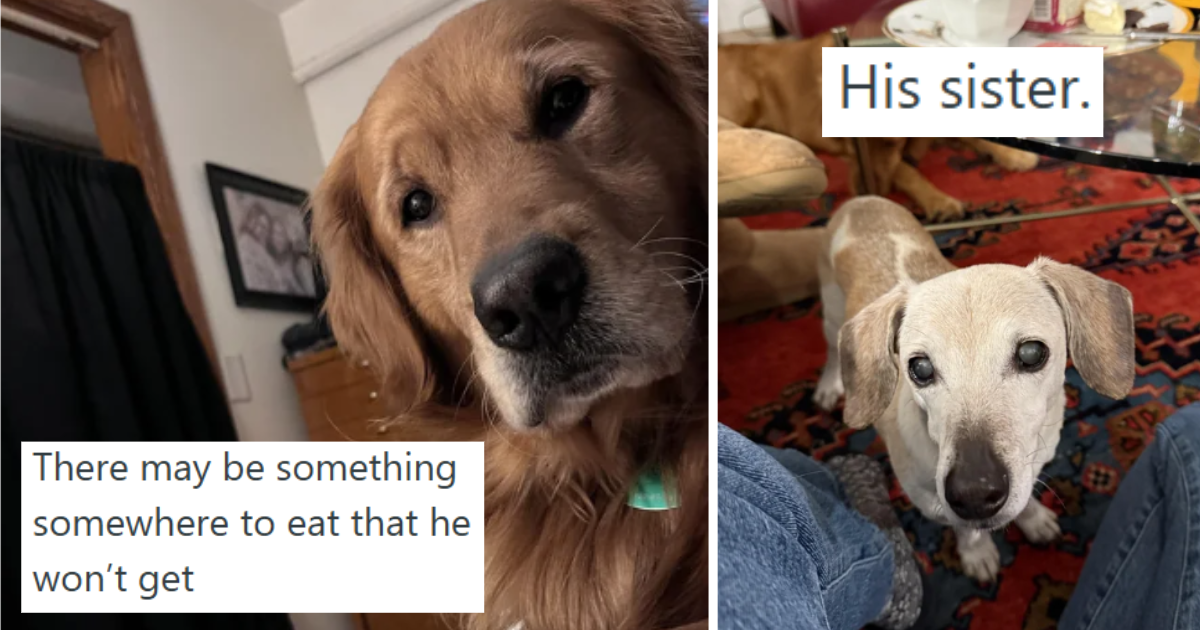 20 Heartmelting Pupper Pawrent Posts of their Dog’s Most Absurd Fears ...