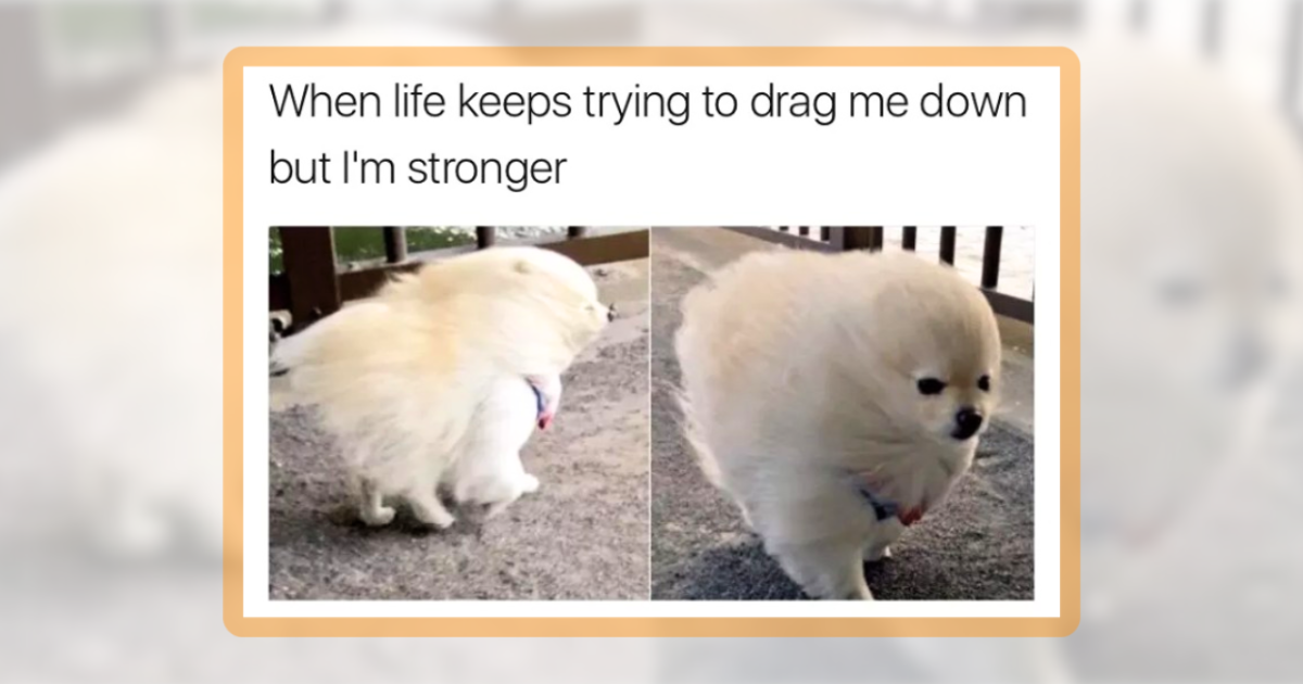 25 Doggo Memes for Dog Parents Who Pawfer Canine Company - Animal ...