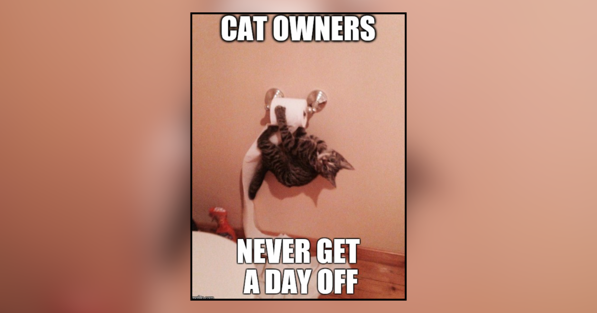 22 Meowstanding Memes of Pawrents Whose Plans Are Pending Cat Approval ...