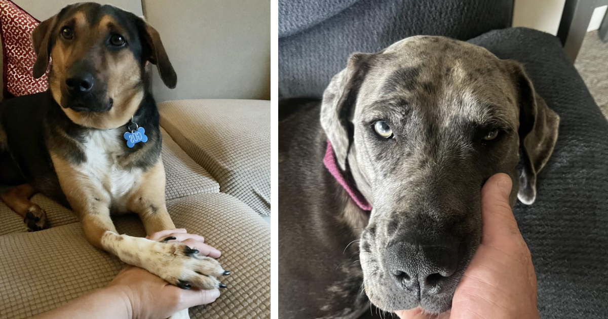 23 Heartmelting ‘Marry Me’ Dog pics for you to Fall in Love With Over ...