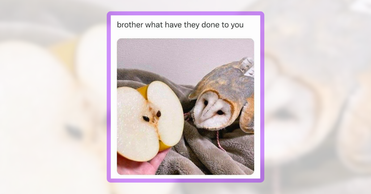 A Delightful Drizzle of 25 Animal Memes to Shower Your Day in Pure ...