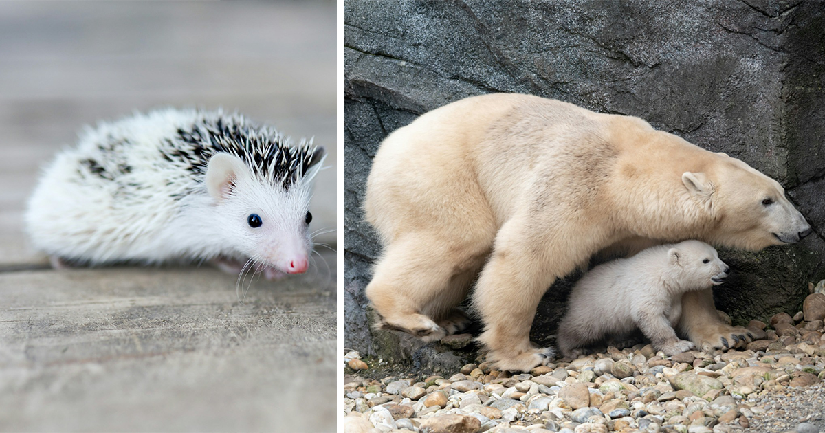 25 Itty Bitty Cute Baby Animals To Bring A Smile To Your Face (January ...