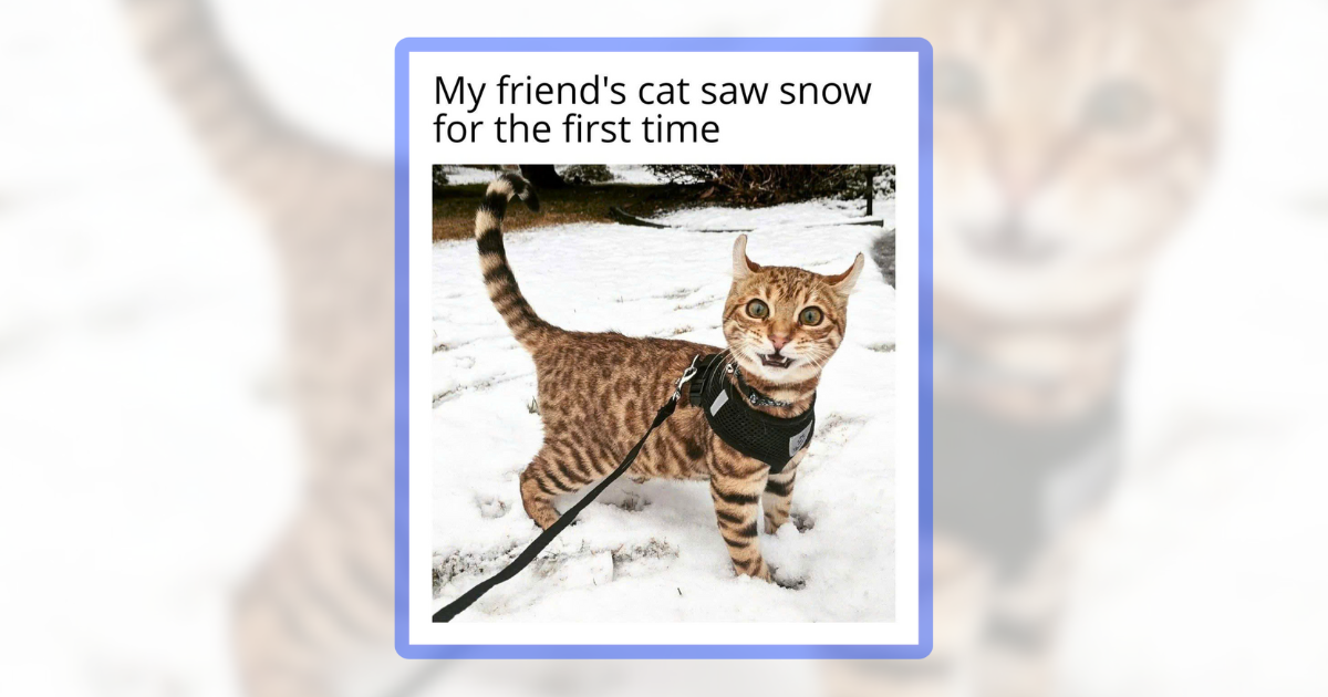 31 Mew Year's Memes for Cat Lovers Who Celebrate 2026 With Feline ...