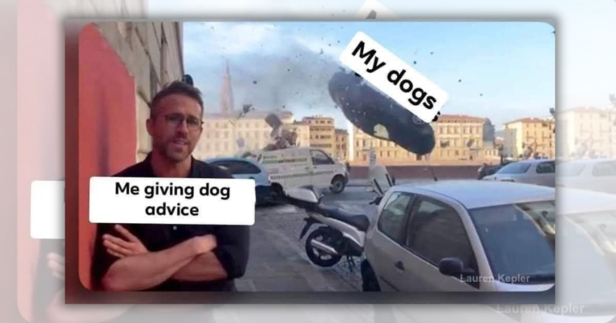 A Big Batch of Dog Memes Pawfectly Suited to Satisfy All Your Canine ...