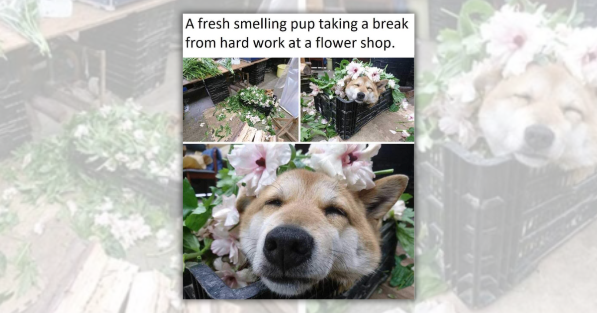 24 Heartwarming Goober Good Boys Bringing Home the Bacon From a Hard ...